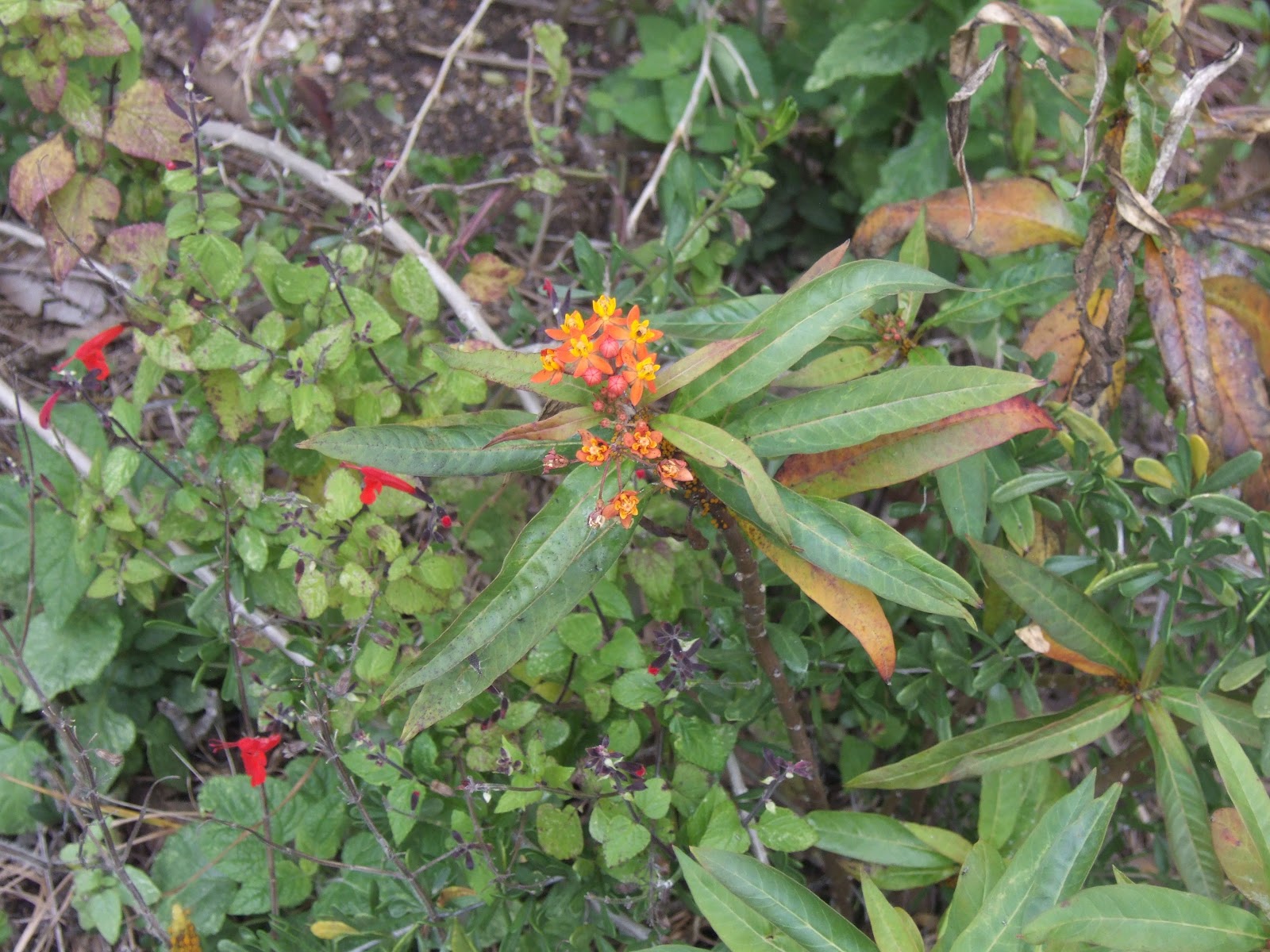 In Small Gardens: A False Spring?