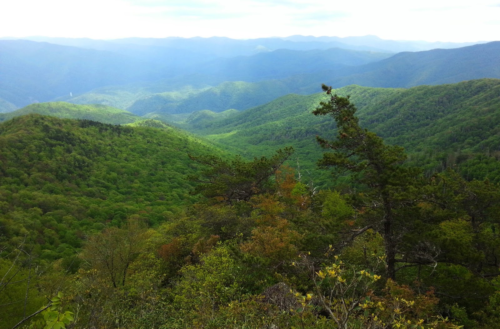 Smoky Scout's Hiking Adventures: Smokies 900 Round 2: Mount Cammerer ...