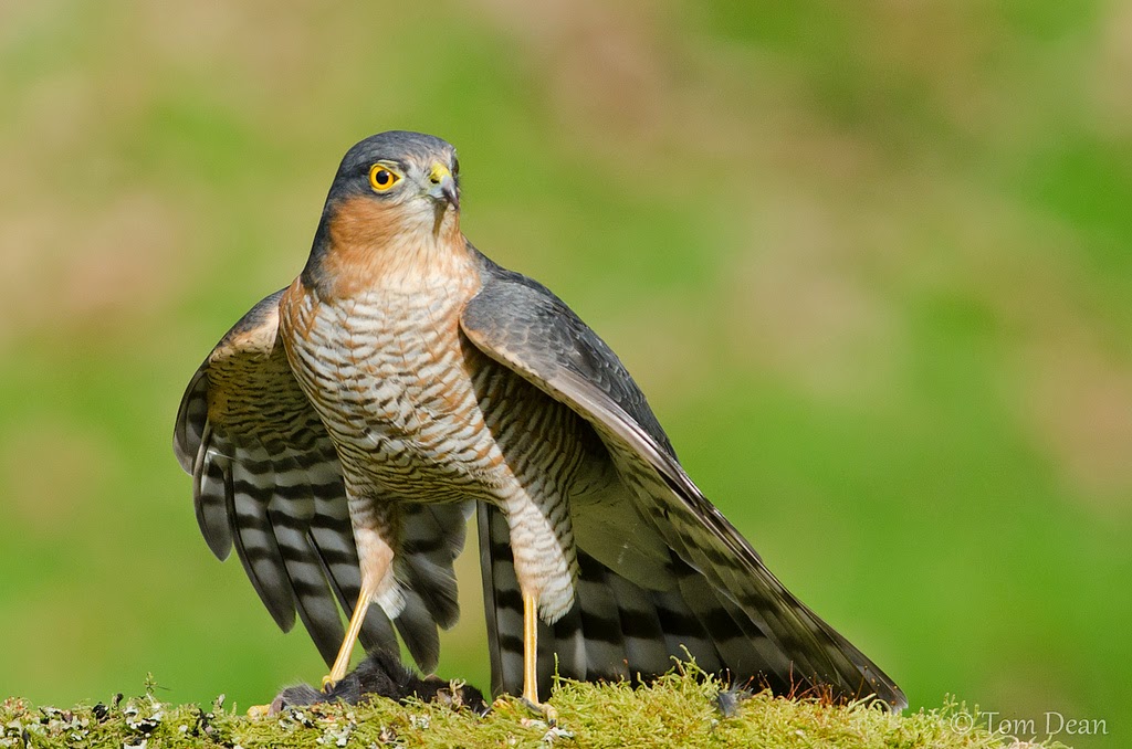 Eurasian Sparrowhawk