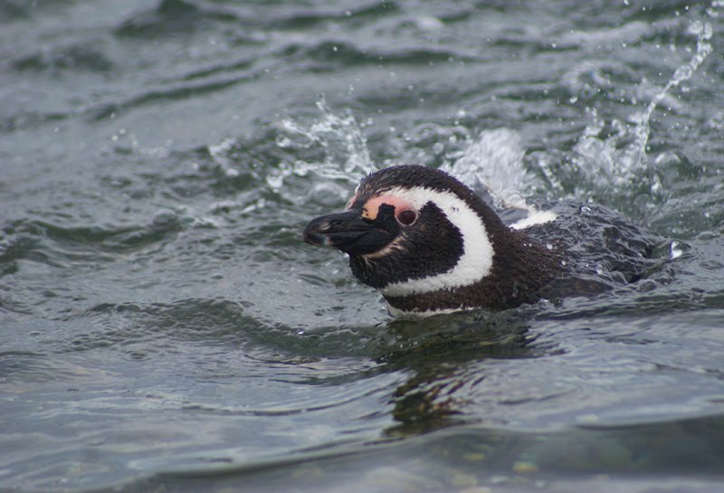 aves de los toldos: Pinguinos