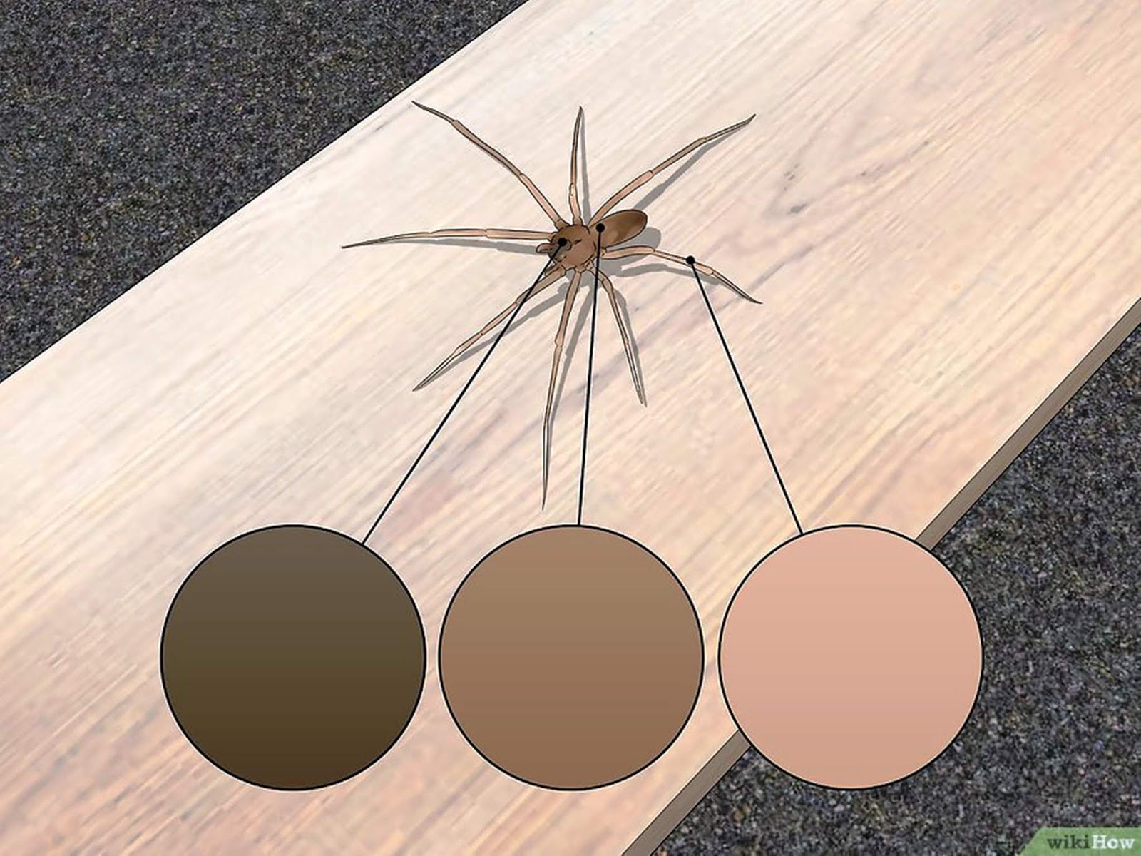 EMS SOLUTIONS INTERNATIONAL by @DrRamonReyesMD marca registrada: ARAÑA ...