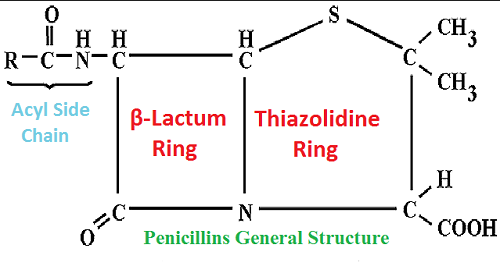 pharmacology: Penicillins: β-Lactum antibiotics