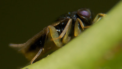 ムシをデザインしたのはダレ？: ツヤコバチ科 ( Aphelinus sp. ) 産卵
