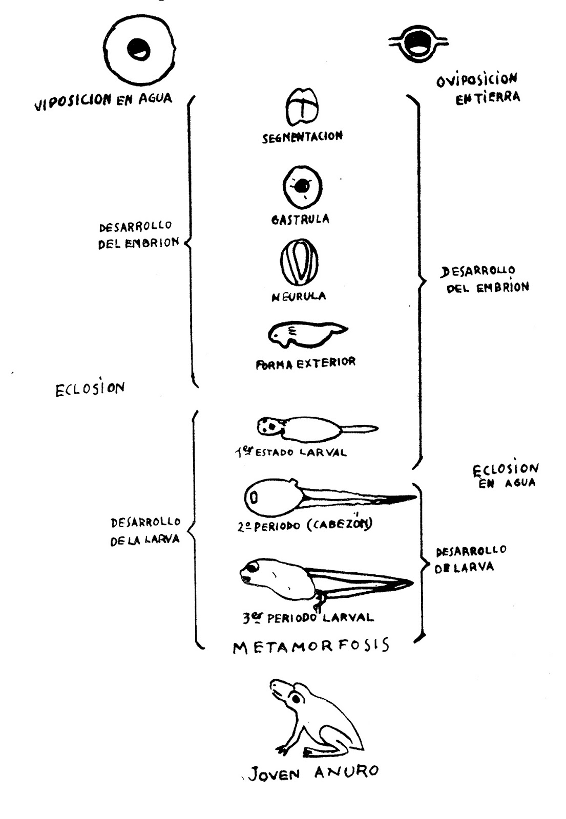 El rincón Herpetólogico: Anfibios