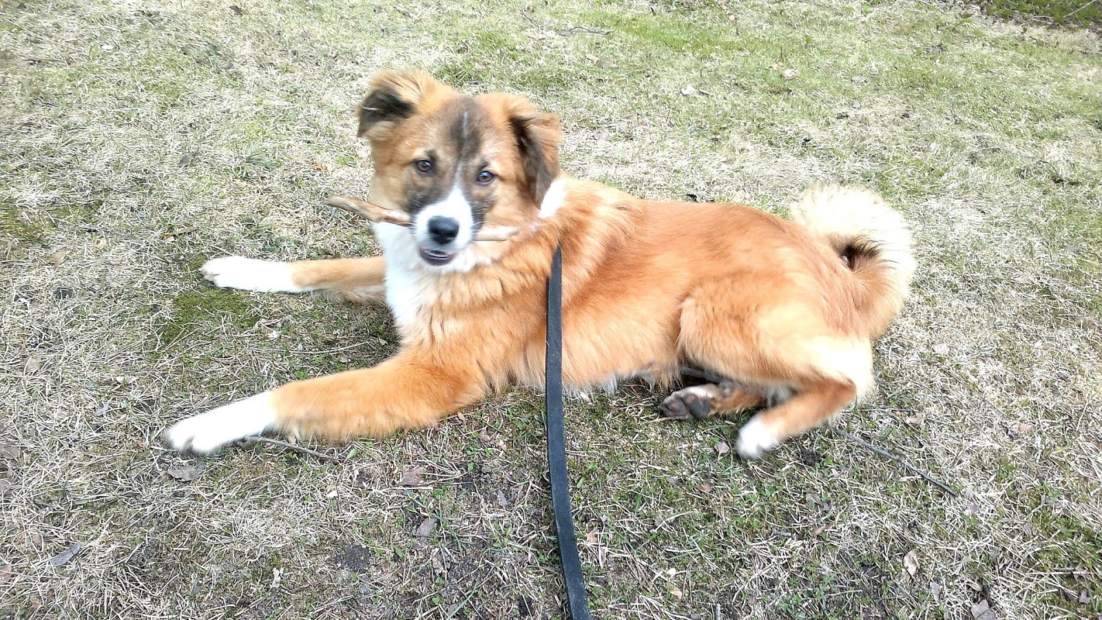 How To Train Your Dog To Lay Down Dog Choices how-to-train-your-dog-to-lay-down-dog-choices