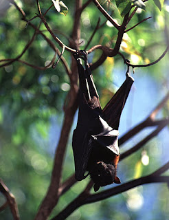 Ovaltes: Flying Foxes and Golden Crowned Flying Fox Habitat In Philippines