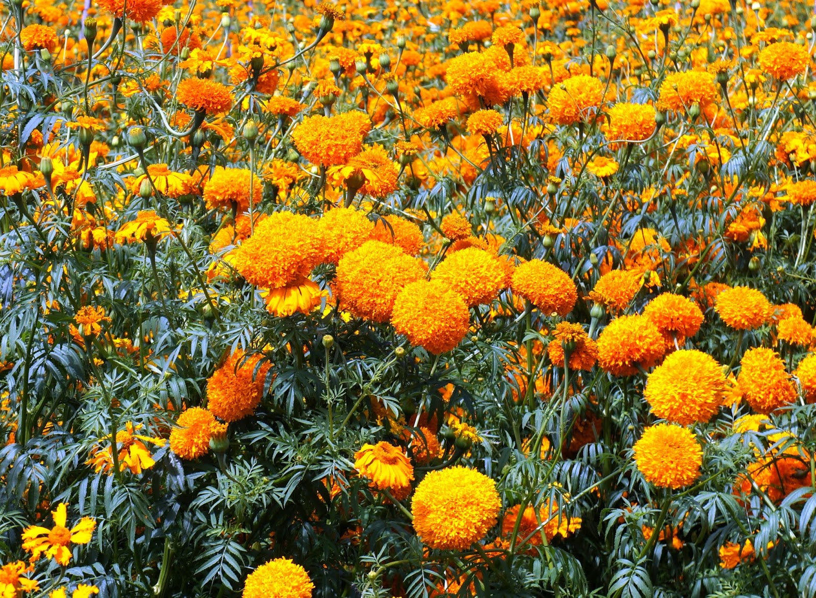 La Flor de Muerto, conexión entre las almas en pena y los vivos