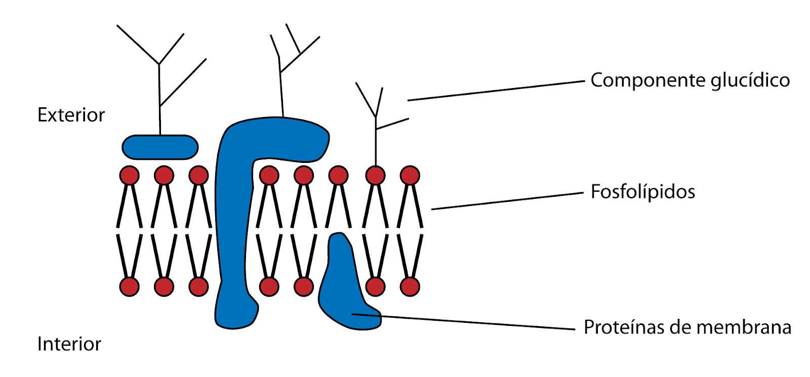 el moderno prometeo: Membranas biológicas