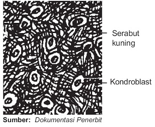Kelvin Rio: “Struktur dan Fungsi Sendi (Artikulasio) dan Tulang Rawan ...