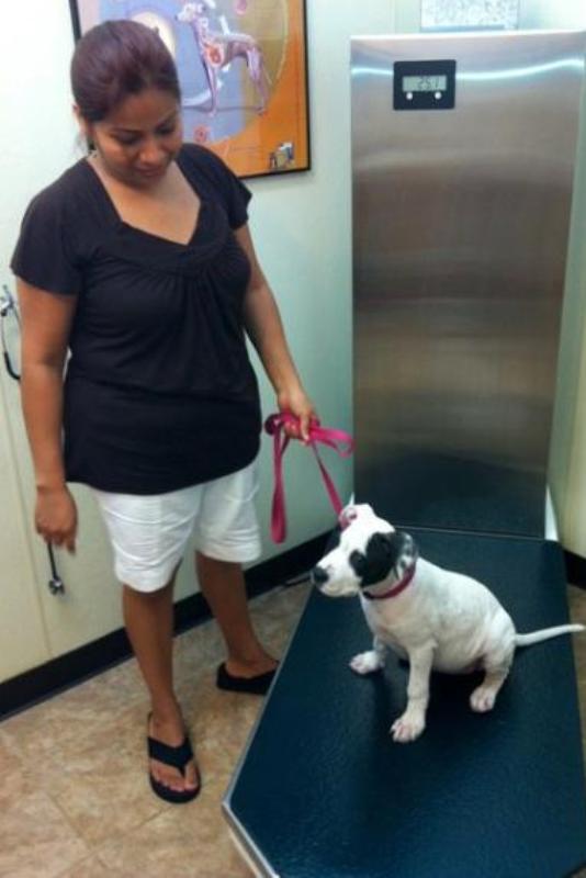 Barrio Dogs: Barrio Dogs for Better Communities - update