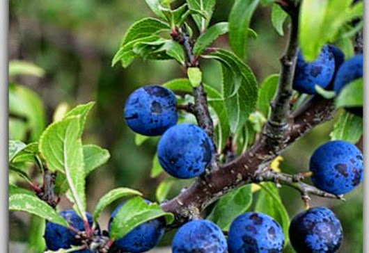 retetebelea: Poze-Fructe padure -Porumbele