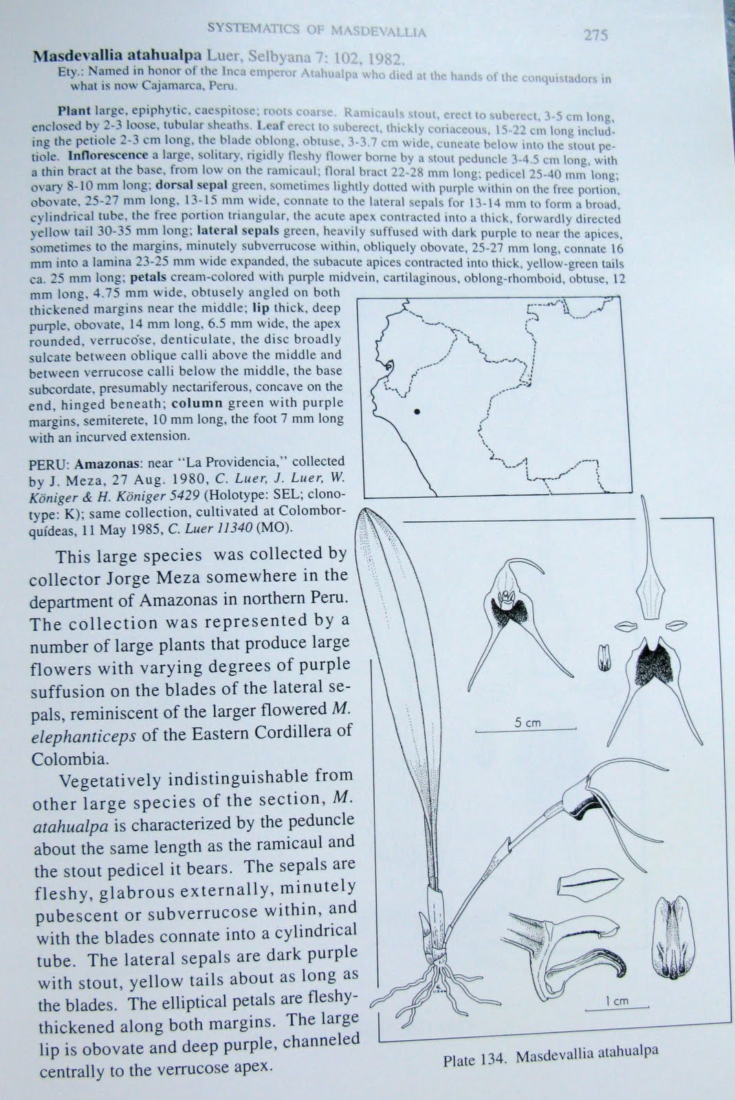 Masdevallia verified