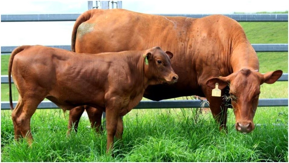 Generalidades de la Ganadería Bovina.: Senepol