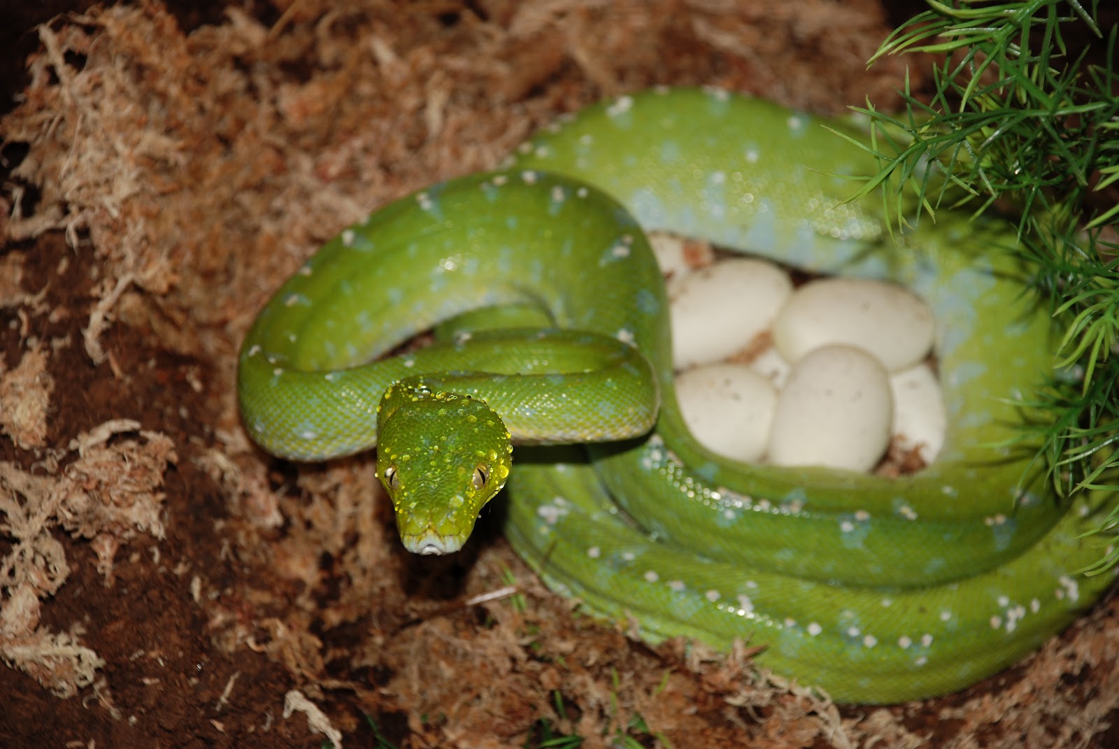EuropeanAdder: Morelia viridis