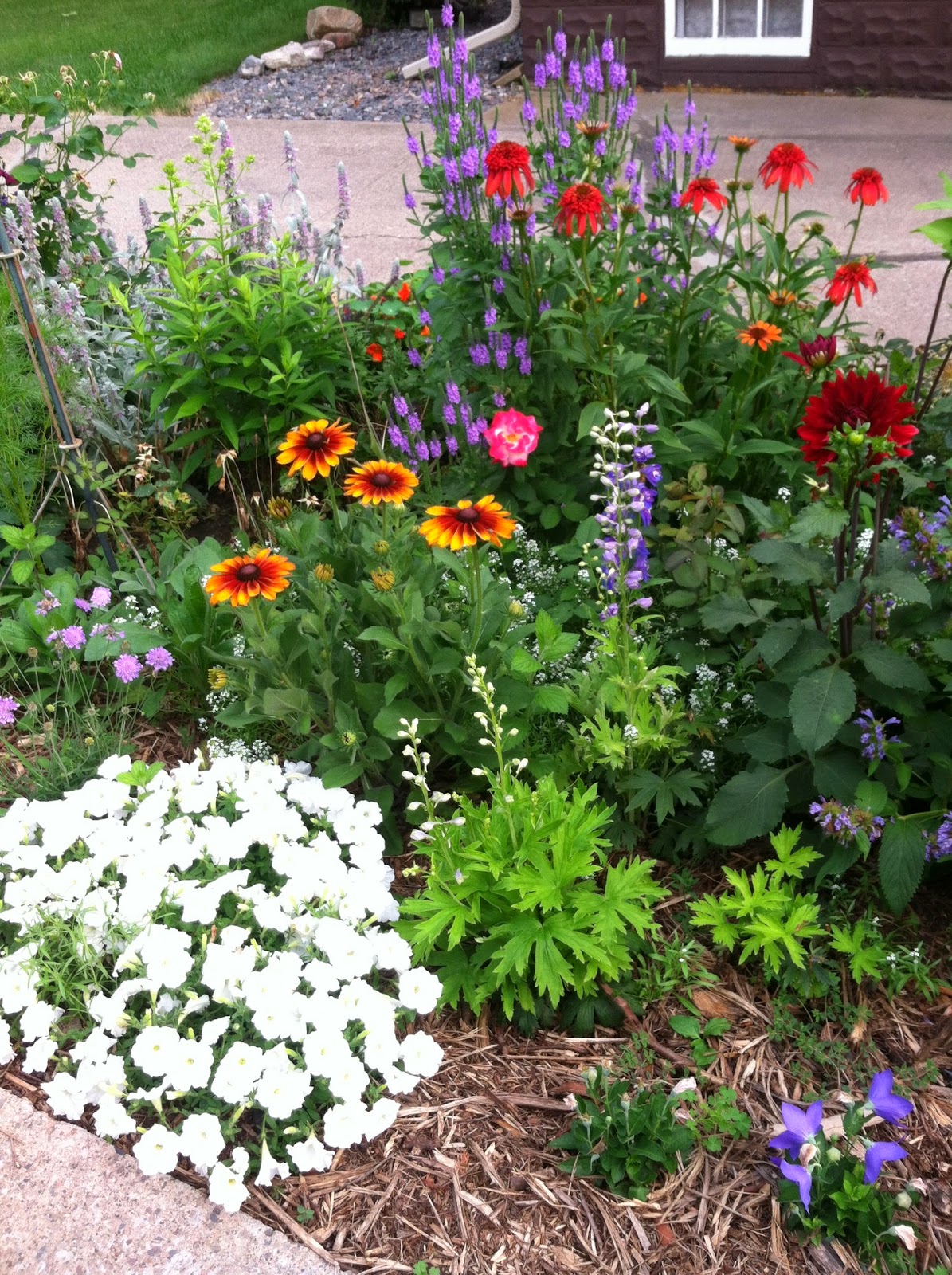 I Love My Garden: Reminiscing on Last Summer