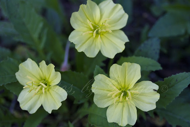 "What's Blooming Now" : Three Lobed Evening Primrose (Oenothera triloba)