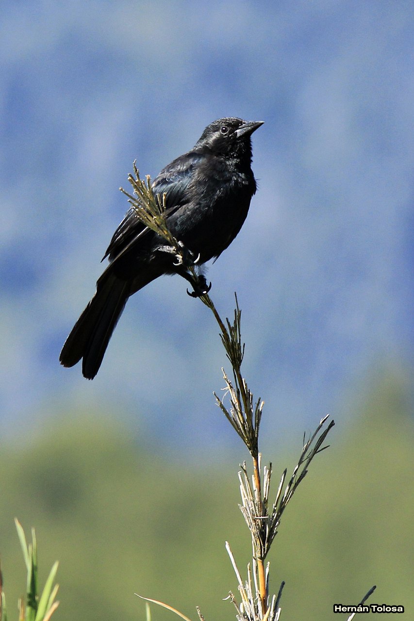 Aves de Argentina: Tordo patagónico (Curaeus curaeus)