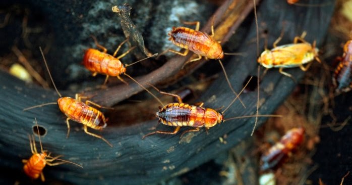 Caribbean Tax Law: 8 reasons why the billable hour is the cockroach of ...