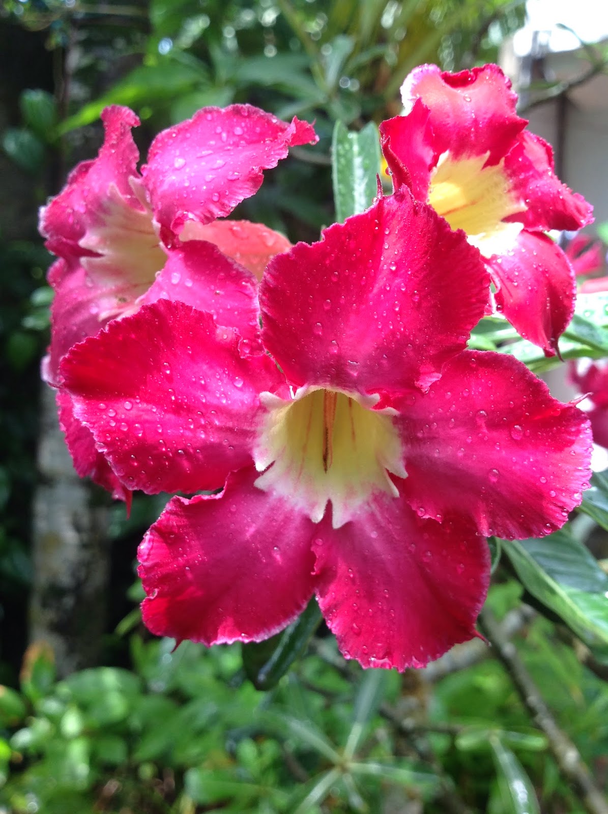 The Ceylon Times: Red araliya flower - Plumeria in sri lanka