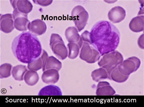 Lab Atlas: Monoblast
