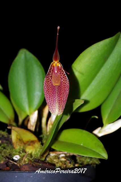 Orquídeas soltas: Restrepia guttulata