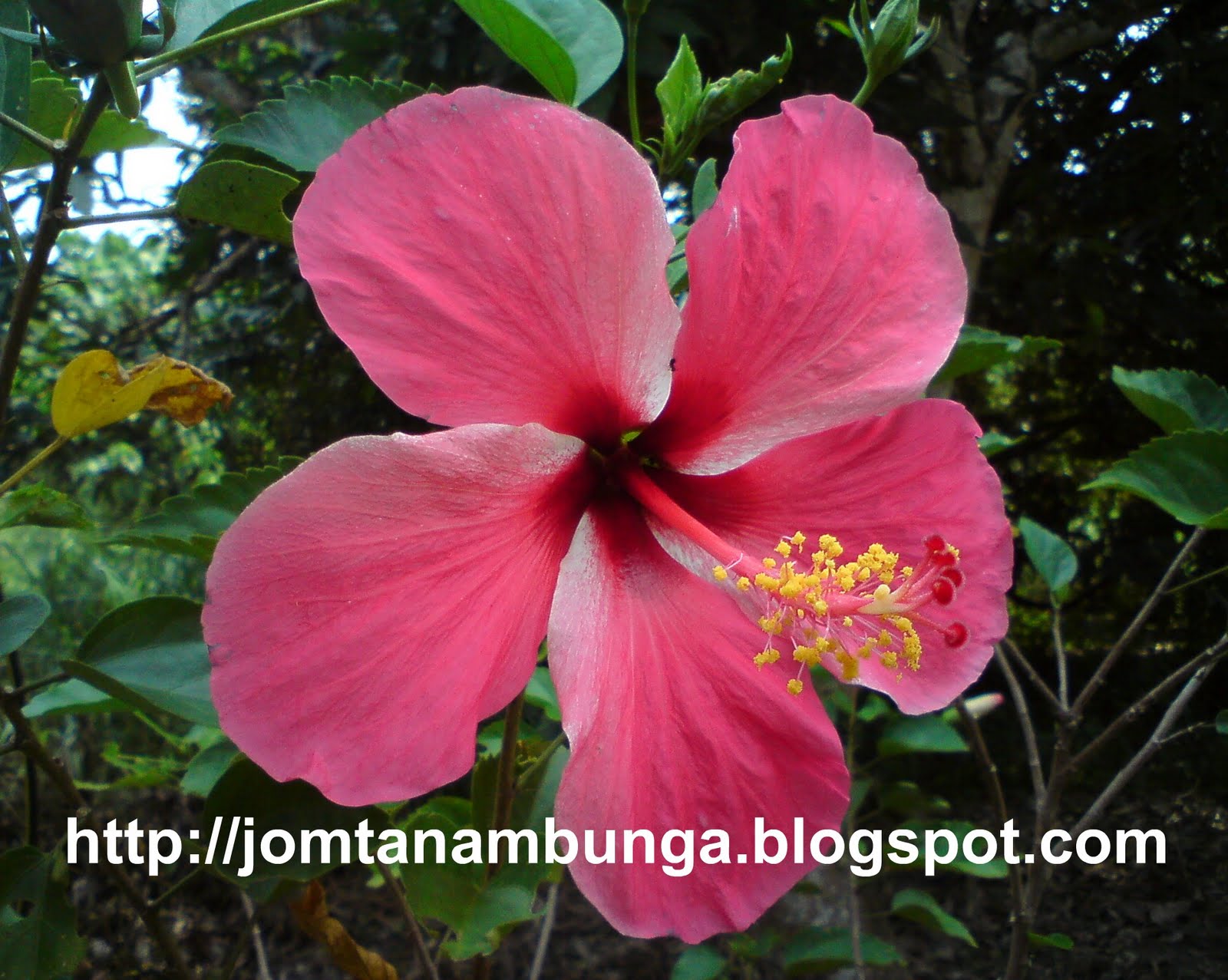 JENIS-JENIS BUNGA: Juni 2011