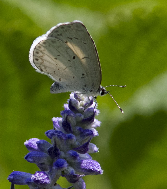 Beachgirl's Blog: Wordless Wednesday ~ My Yard ~ Summer Azure Butterfly