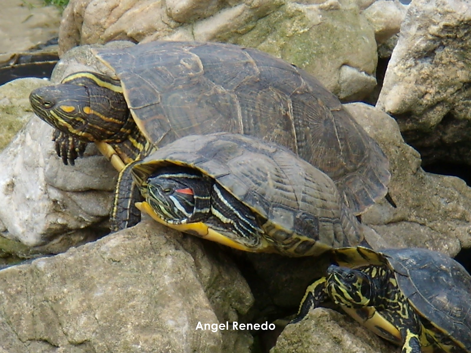 CANTABRIA, FOTOGRAFIA VIVA: Tortuga De Florida