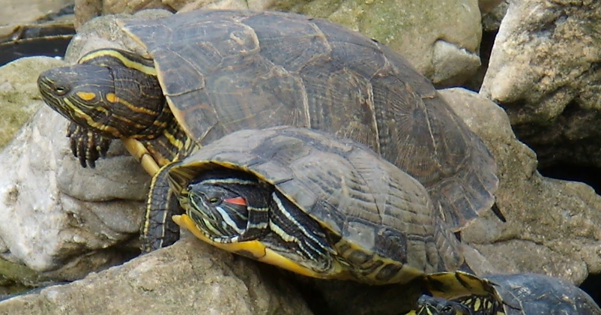 CANTABRIA, FOTOGRAFIA VIVA: Tortuga De Florida