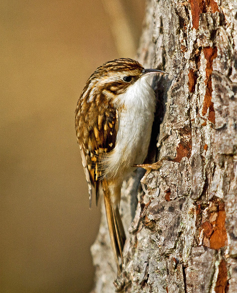 CAMBRIDGESHIRE BIRD CLUB GALLERY: Treecreeper