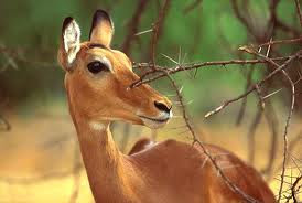 Animal Picture: ANTELOPE