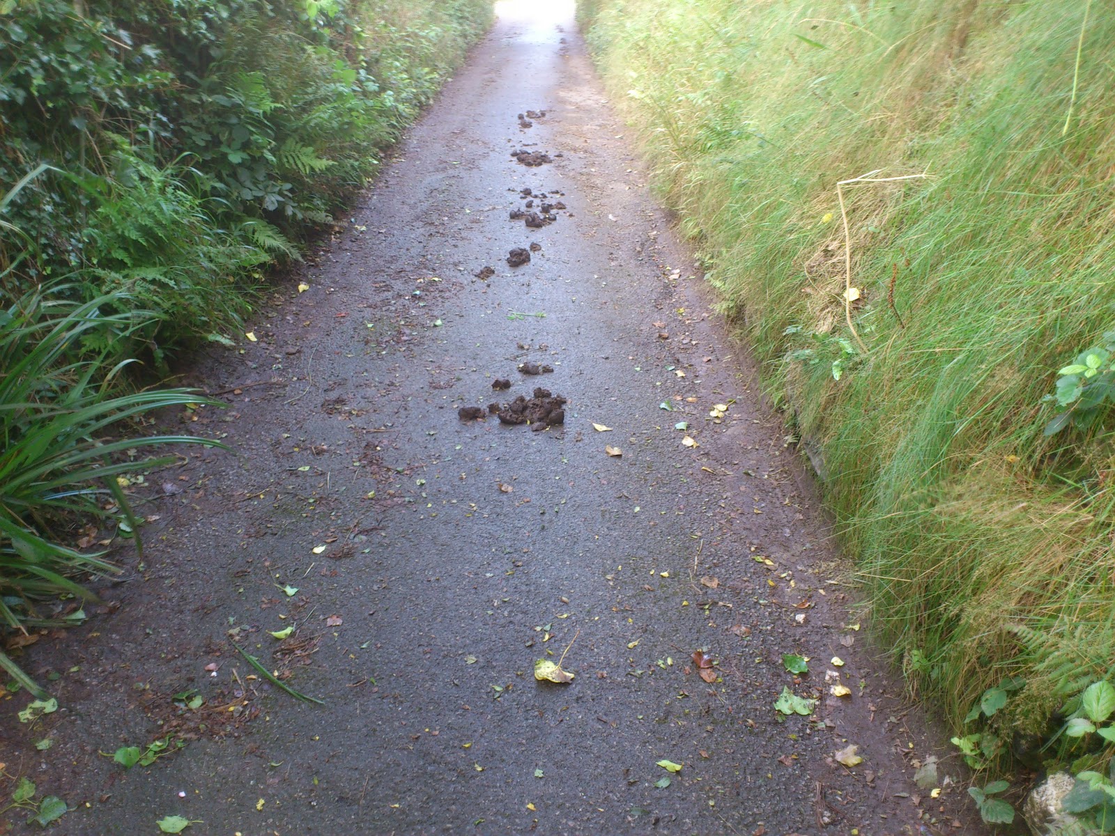 Dog Fouling and Red Rubber Bands: St Agnes, Cornwall - Dog And Horse ...