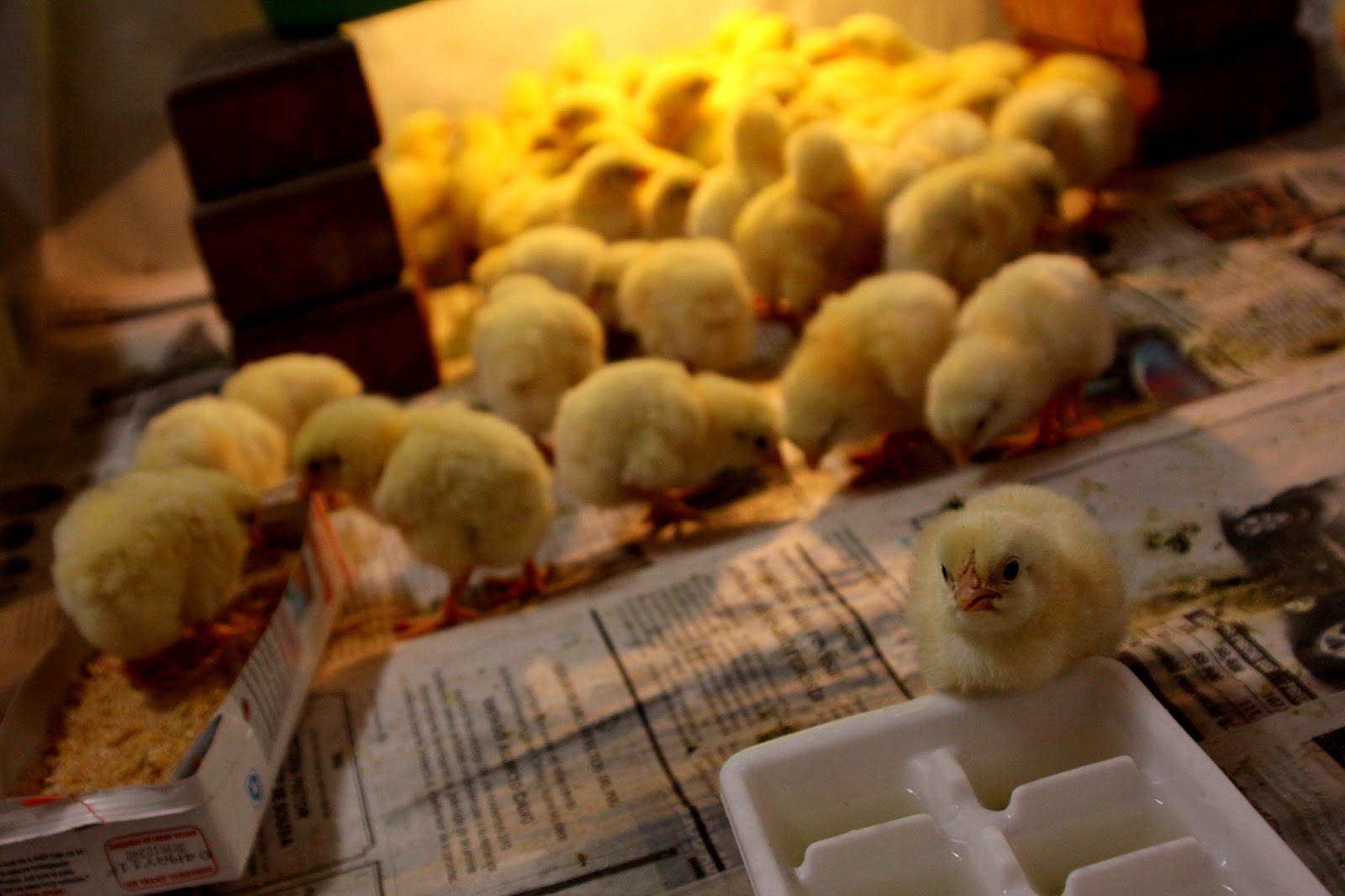 Cómo criar pollos: Introducción