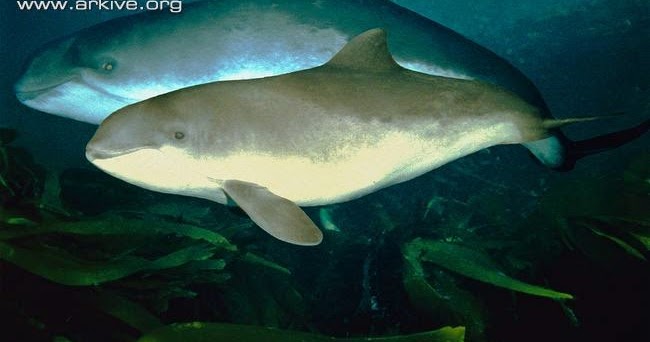 Mamíferos y marsupiales mammals of the earth: Marsopa común (Phocoena ...