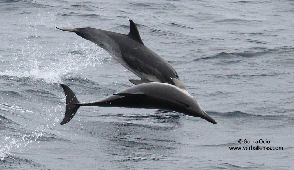 El blog de Gorka Ocio: DELFINES COMUNES (Delphinus delphis) DE MORFO ...