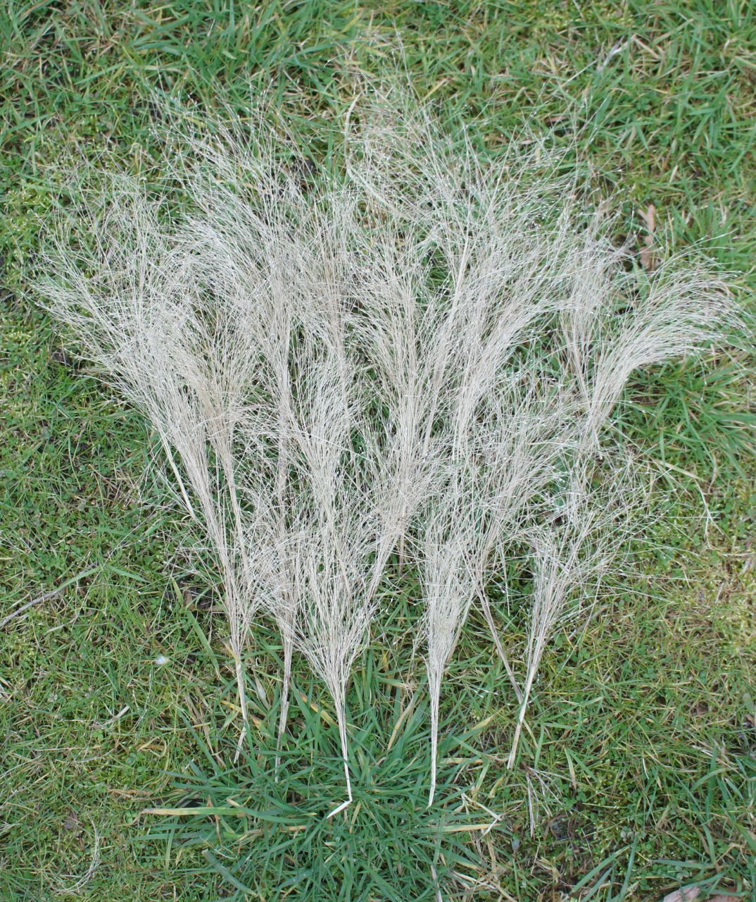 Foragefor... news: Grasses, fresh shoots & violets.