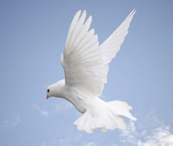 Lemmikud raamatukogus: Tuvid