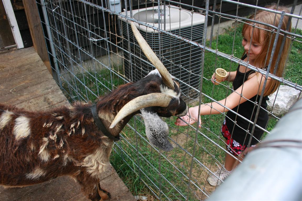 R. Wright Photography: Goats On The Roof - Helen, Georgia