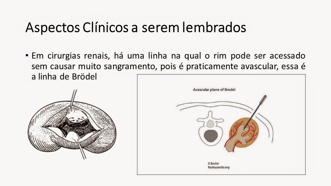 Liga de Anatomia ULBRA: RINS