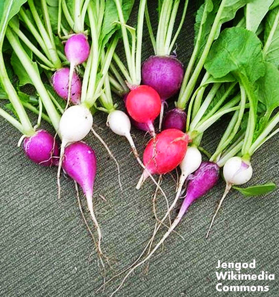 Roots 'n' Shoots: Radish: How to Grow - Vegetable of the Month