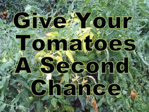 Gardening with Red Hill: How to Help Stressed Tomatoes