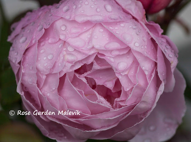ROSE GARDEN Malevik: "Regninga" ROSOR ~ "Rainy" ROSES