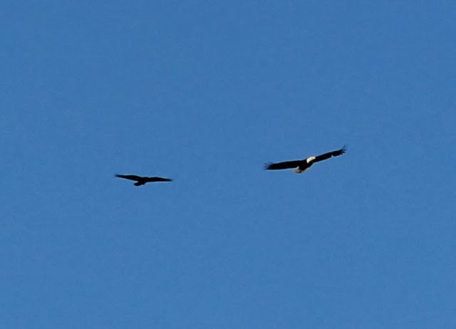 All things….crows!: MOBBING CORVIDS!