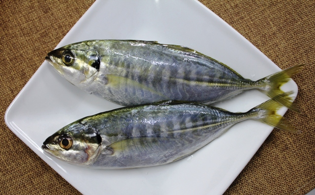 Gfscorner (金鱼堂): Yellowtail Selar, Scad