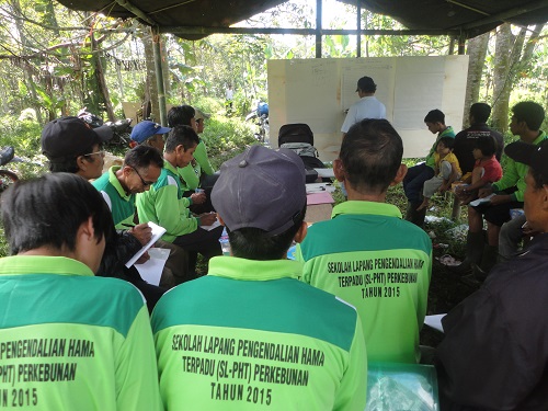 Permasalahan Penerapan PHT Di Indonesia Dan Solusinya | PetuahGure