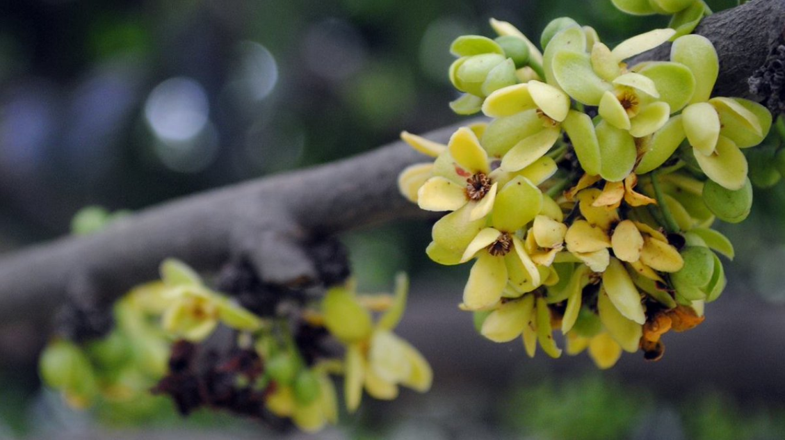 10 Benefits and Content of Kepel Fruit (Stelechocarpus burahol) - FRUITS