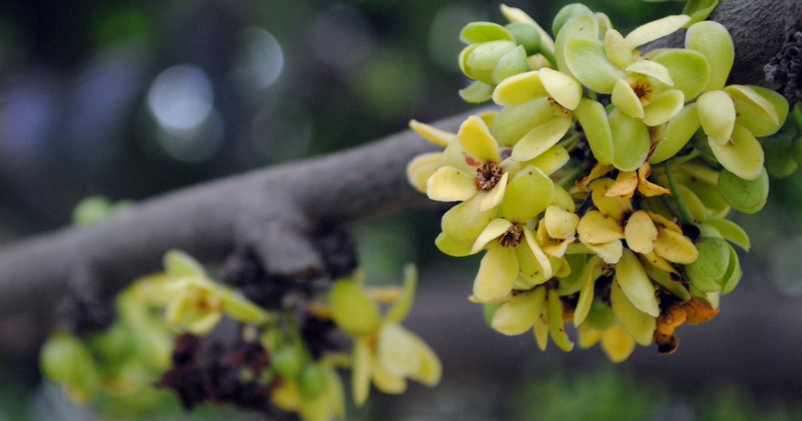 10 Benefits and Content of Kepel Fruit (Stelechocarpus burahol) - FRUITS