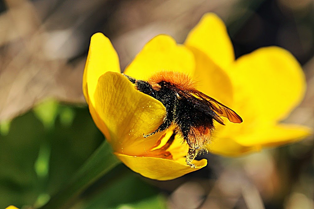 Välkommen till Nette Cecilia: En full humla på lördagkvällen