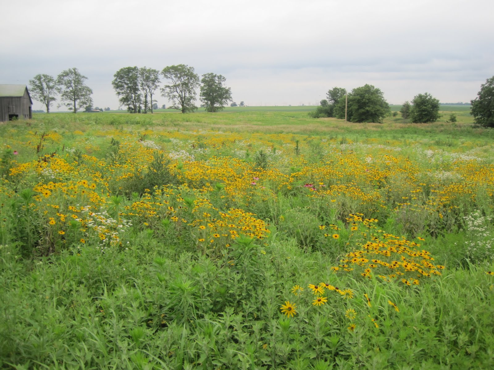 Ella Mae's: A Field of Wildflowers
