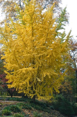Ginkgos: with and without leaves